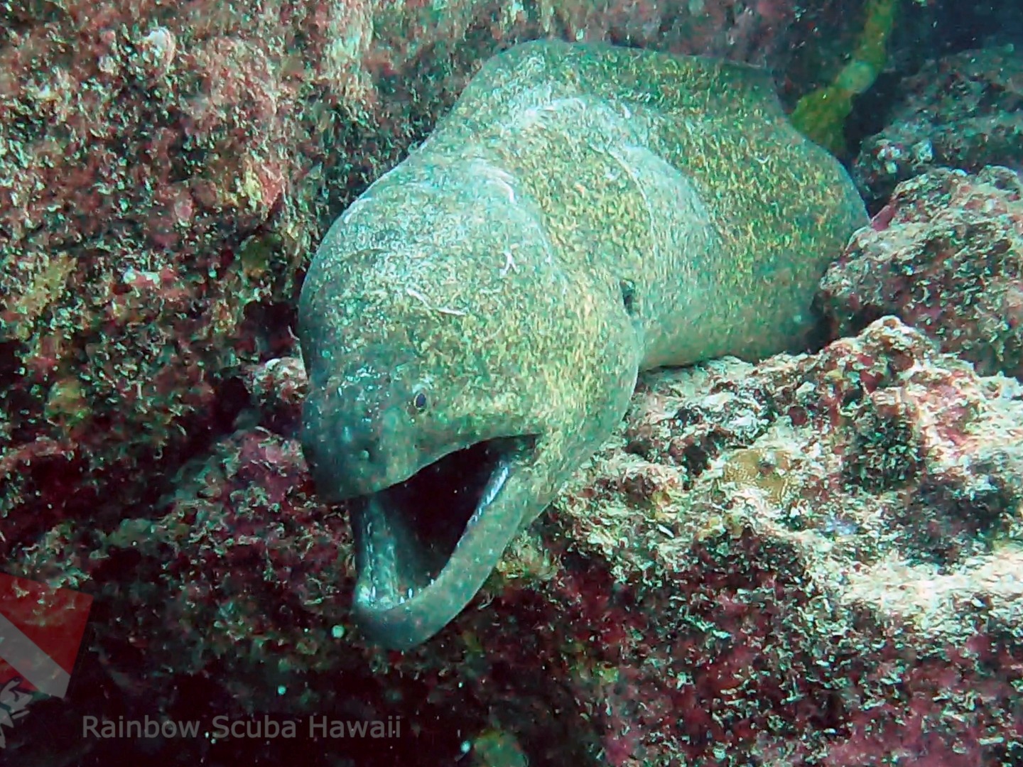 Vibrant SCUBA Diving Hawaii 40 Feet Below