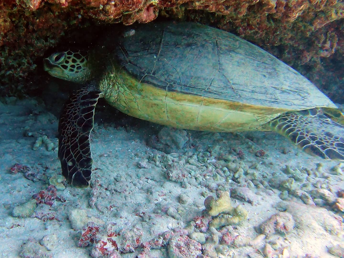 Turtle Dive Tour, Honolulu Scuba Diving