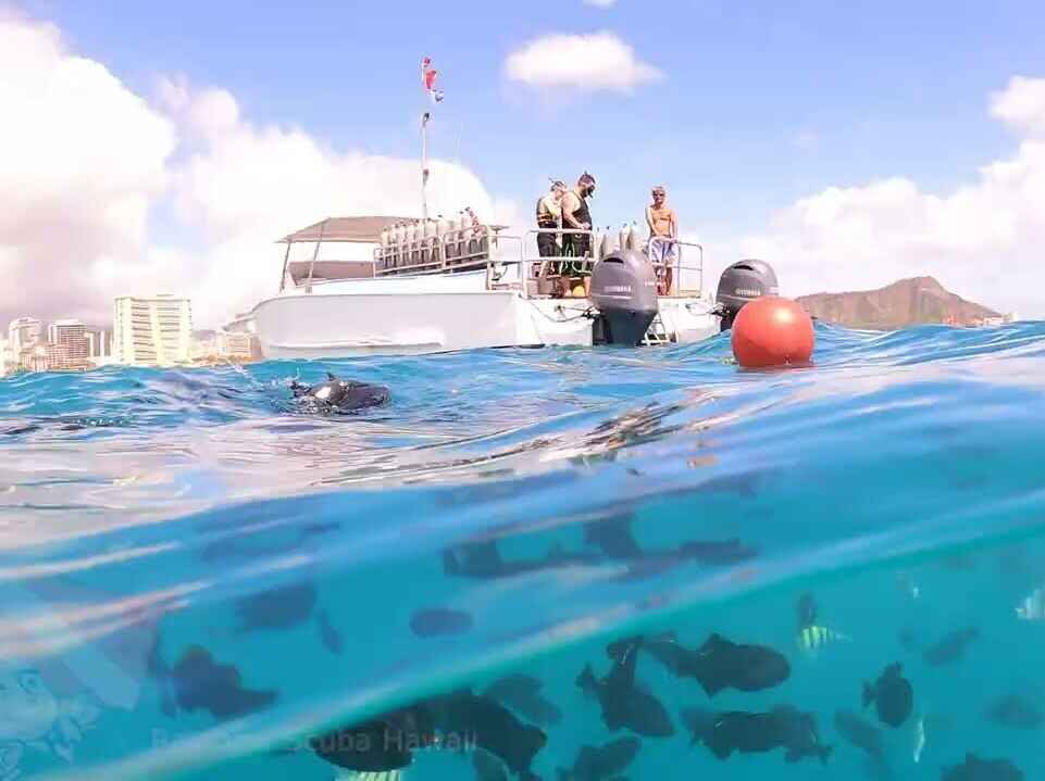 Hawaiian Green Sea Turtles at Turtle Canyon